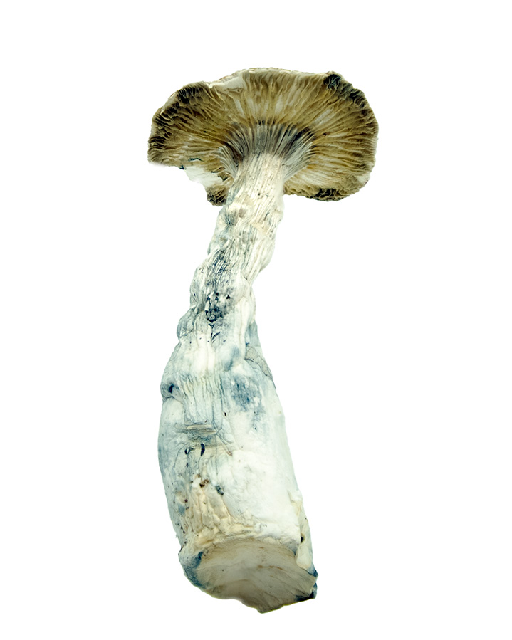 Thrasher PE Magic Mushrooms - Dark-Net-Market